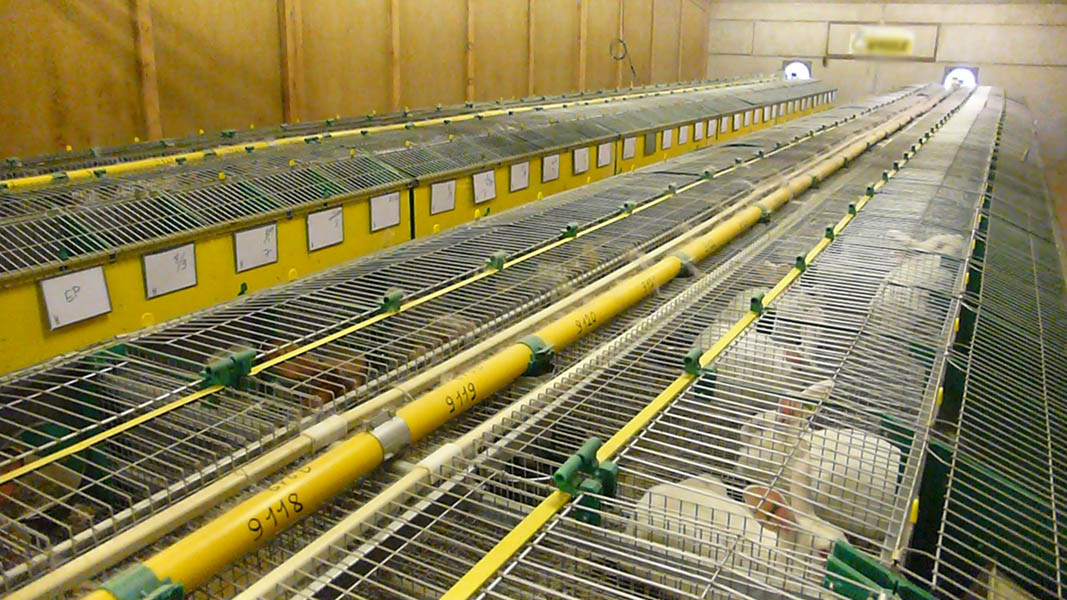 pâques – Teddipearl's Corner