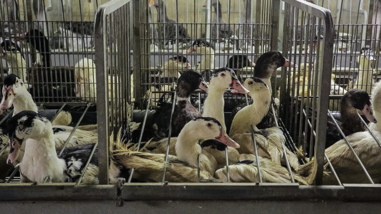 La préparation au gavage des canards gras