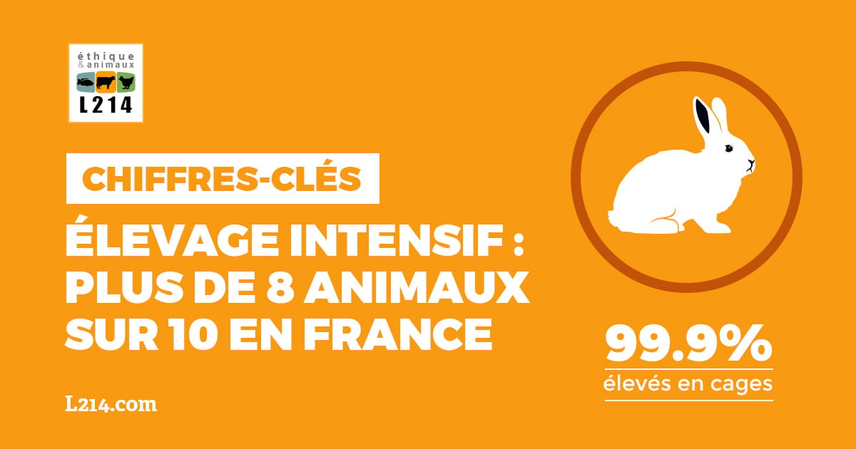 Élevage intensif: plus de 8 animaux sur 10 en france | L214