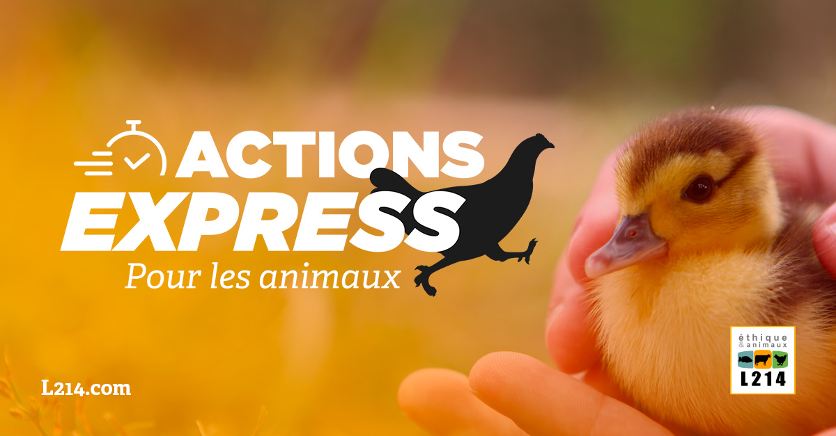 Actions Express pour les animaux