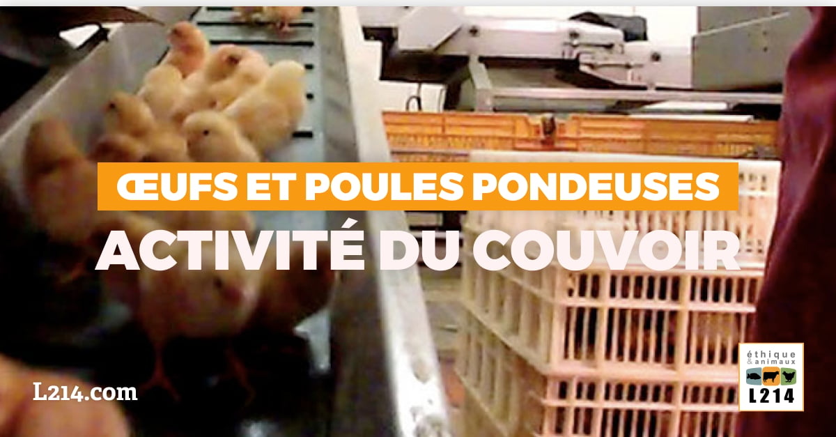Activité du couvoir : sélection des poules pondeuses | L214