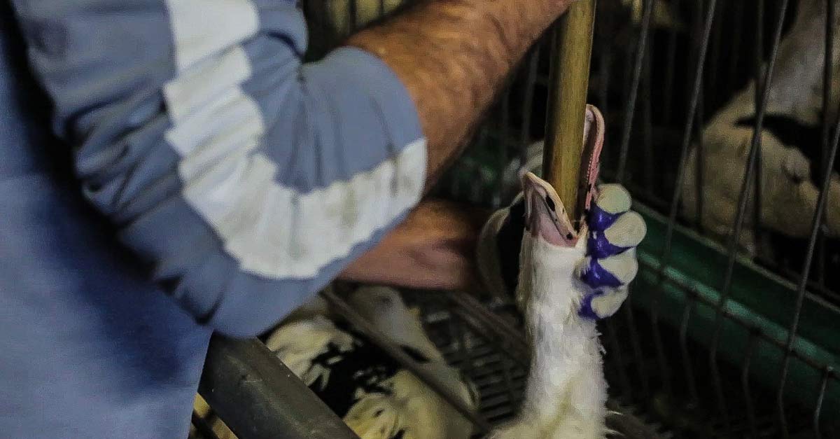 Foie Gras : La vérité sur le gavage