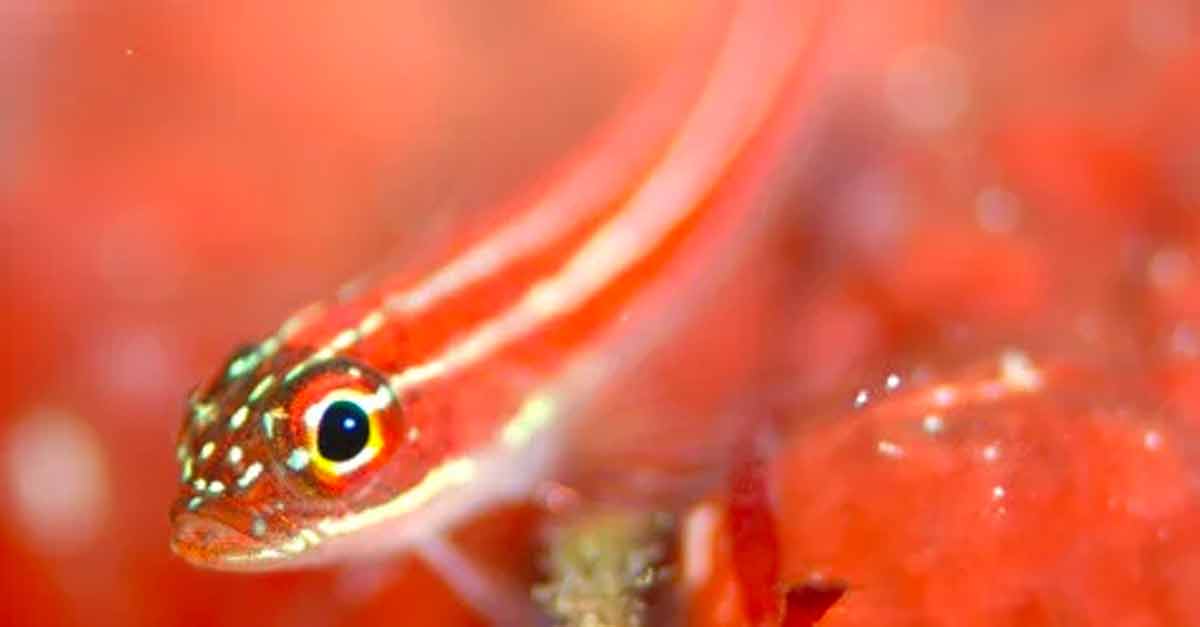 Intelligence et vie sociale des poissons