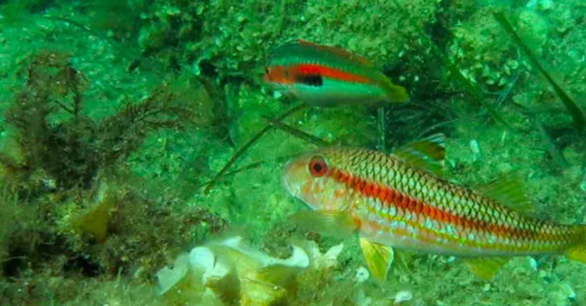 Intelligence et vie sociale des poissons