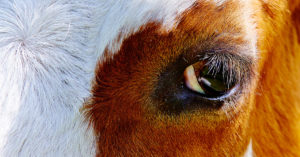 L’intelligence et la vie sociale des vaches