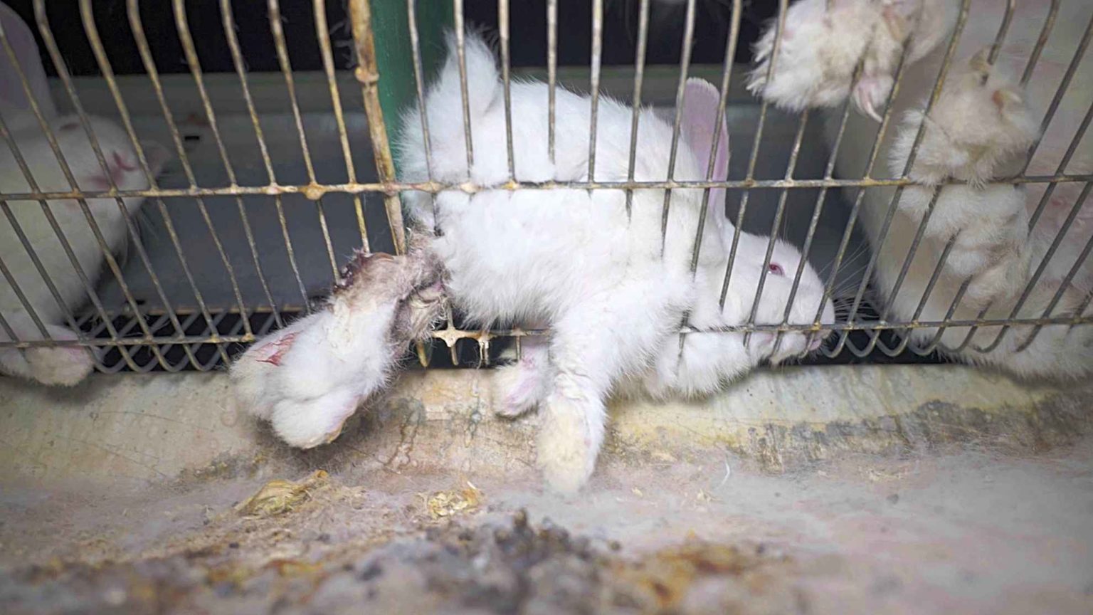 Enquêtes lapins Le Gaulois