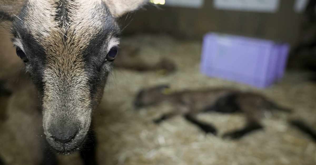 La courte vie des chevreaux | L214