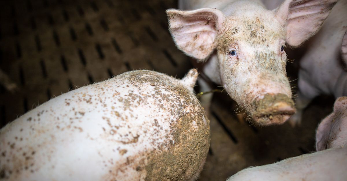 Relaxe de l’élevage de l’Allier : L214 atterrée