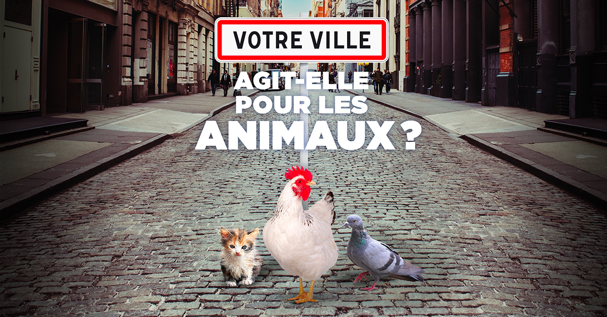 L214 publie le top 10 des villes qui agissent pour les animaux | L214