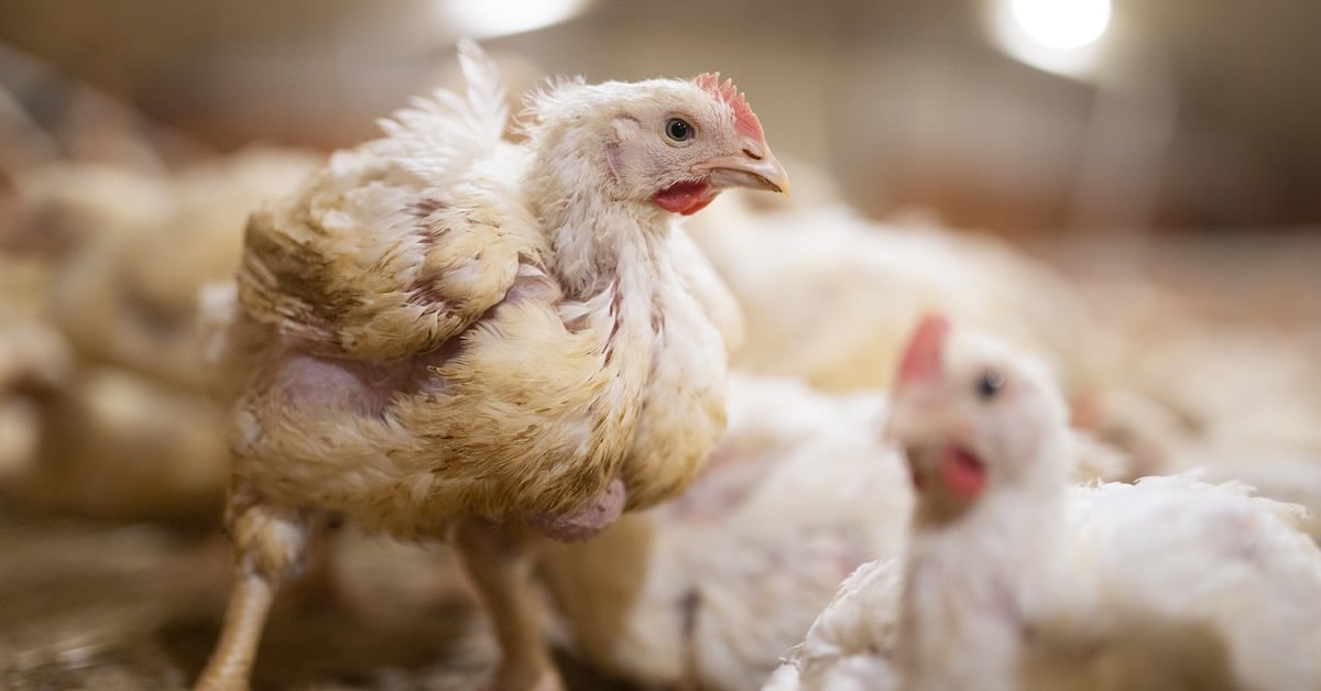 4.03 à Lille : audience contre l’extension de l’élevage de poulets de Pihem